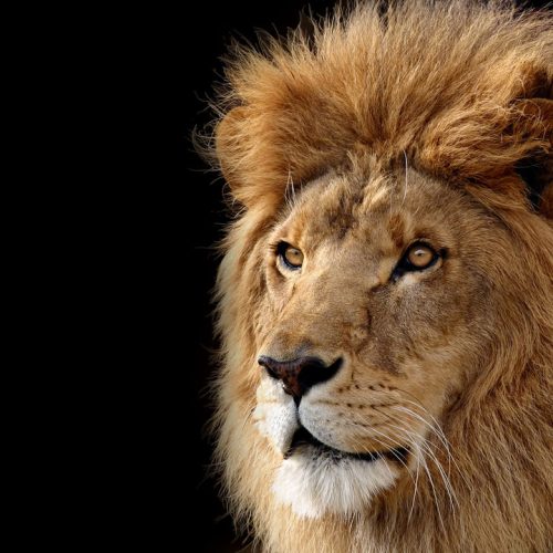 Tag: Lion - Ars Technica