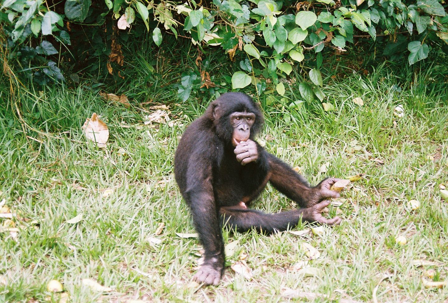 Researchers complete the genome of our promiscuous cousins - Ars Technica