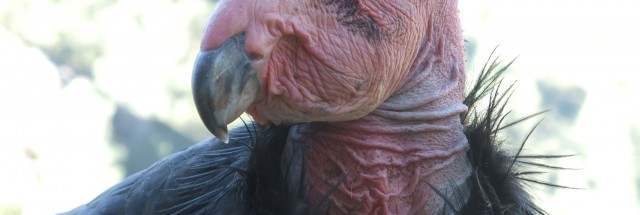 Endangered California condors still face lead poisoning threat | Ars ...