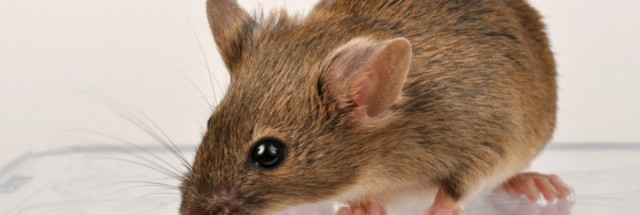 See, blind mice? Mouse eyeball drug restores light sensitivity | Ars ...