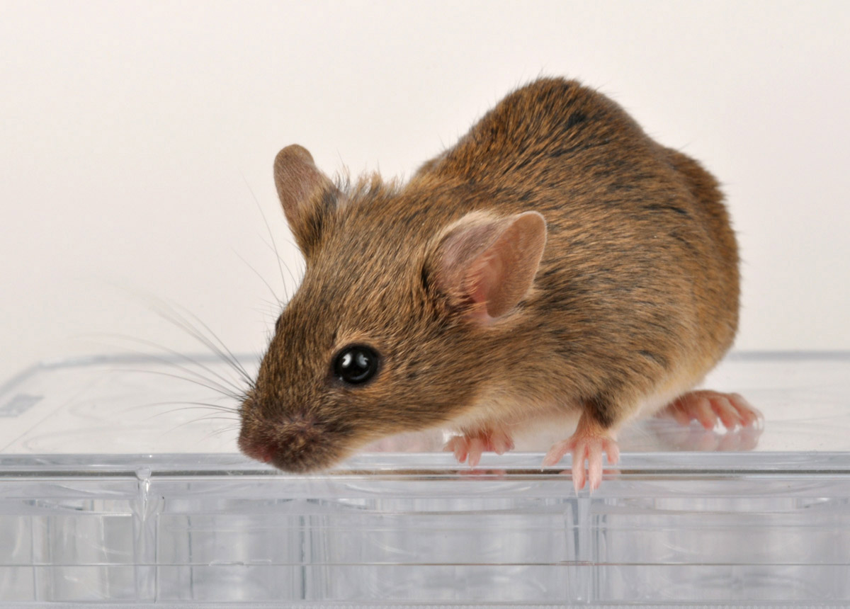 See, blind mice? Mouse eyeball drug restores light sensitivity - Ars ...