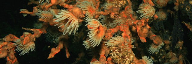 Researchers believe a coral reef collapse is looming | Ars Technica