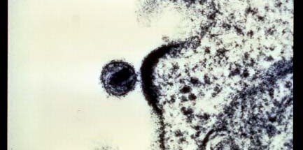 Compounds coax HIV out of hiding so it can be eliminated | Ars Technica