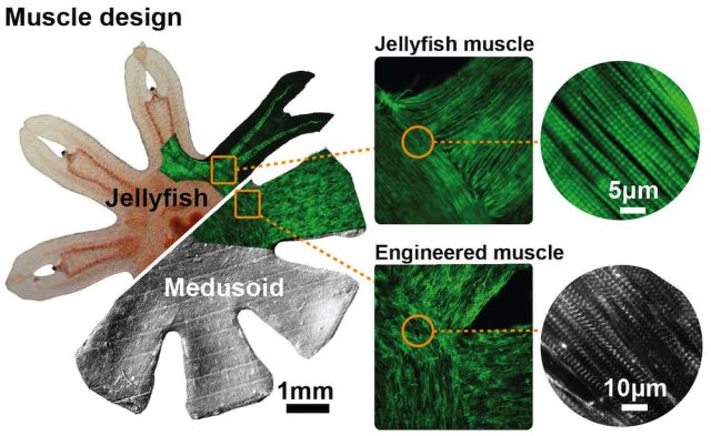 Synthetic jellyfish a hybrid of rat hearts and plastic - Ars Technica