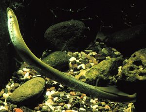 Jawless fish purges 20 percent of its genome from most cells - Ars Technica