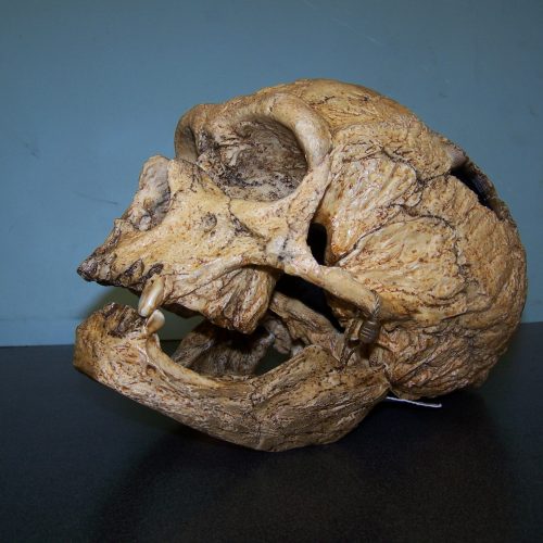 Tag: chimps - Ars Technica