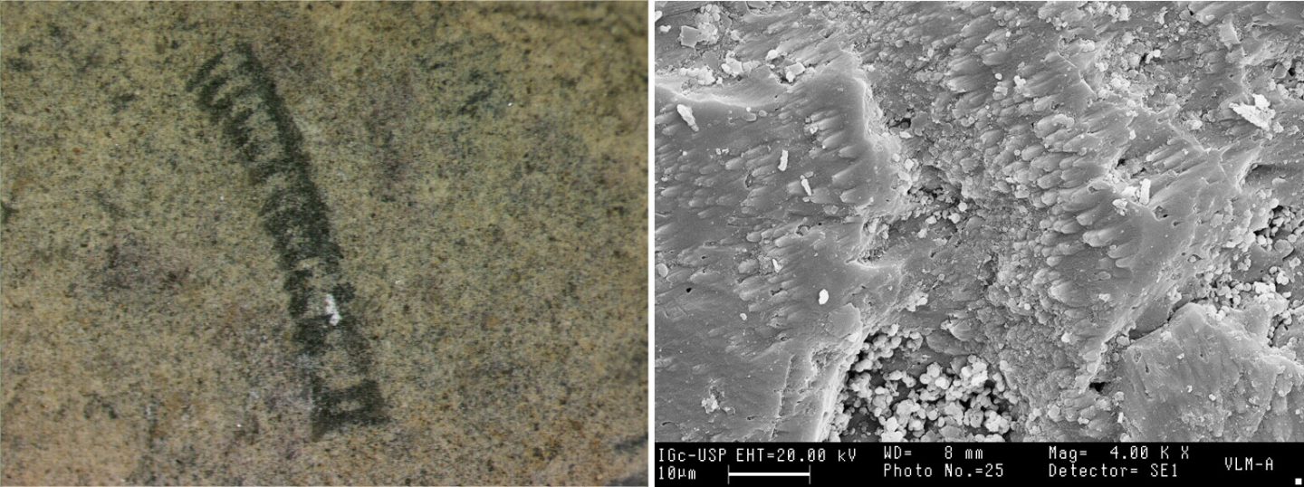 Researchers find some of the world’s earliest (pre-Cambrian) armor ...