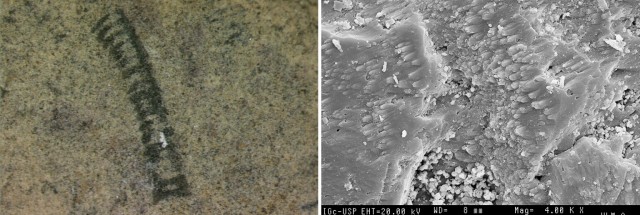 Researchers find some of the world’s earliest (pre-Cambrian) armor ...