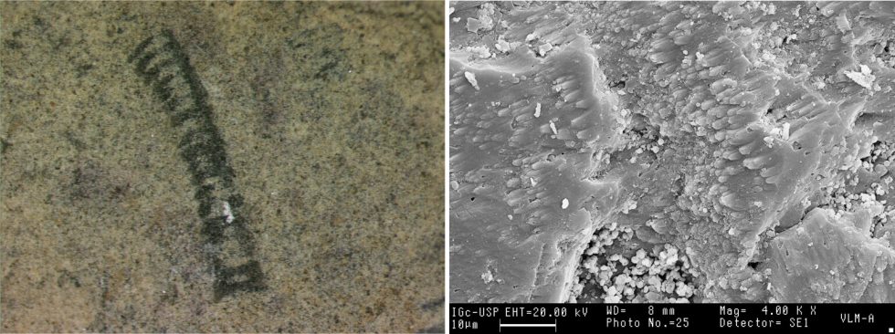Researchers find some of the world's earliest (pre-Cambrian) armor ...