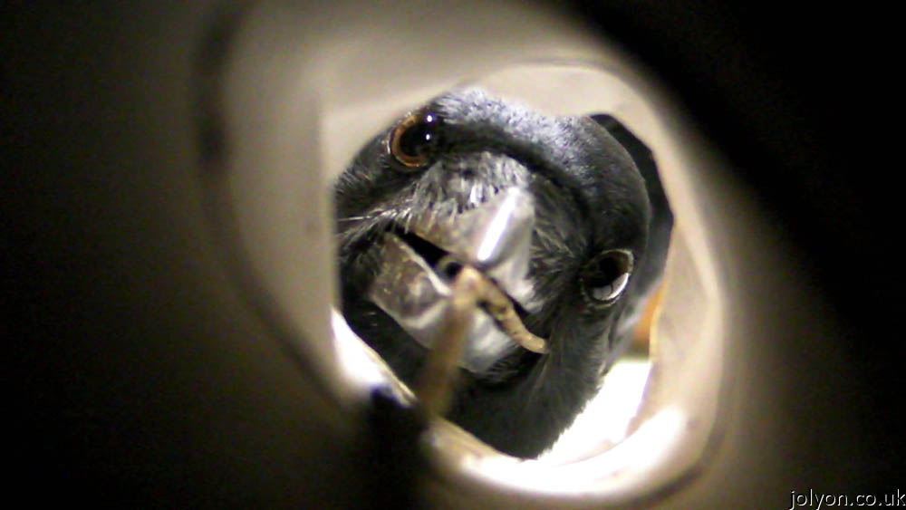 Bird brains? Crows remember your face (and know you’re hiding in there ...