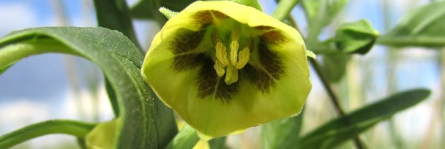 Researchers seek new drugs through evolution and local plant lore | Ars ...