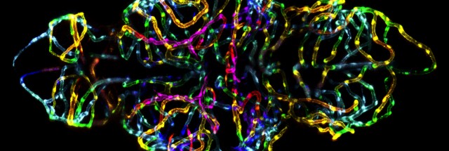 A small (but glorious) world: The best microscope images of 2012 | Ars ...