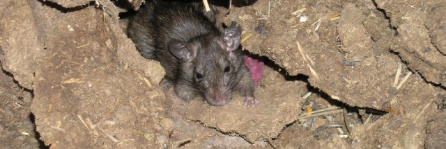 Playing tricks on invasive rats may help keep birds from vanishing ...