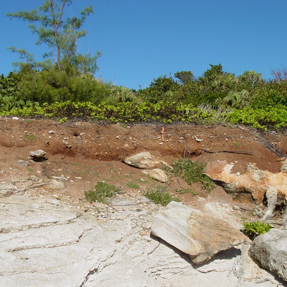 Tag: soil - Ars Technica