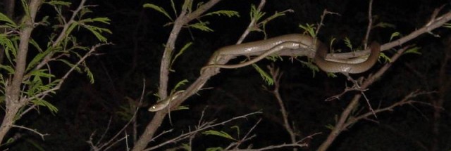 Black mamba venom could contain a fantastic painkiller | Ars Technica