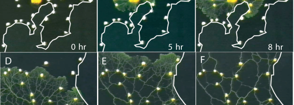 Amoeboid designs complex transportation network, eats oats | Ars Technica