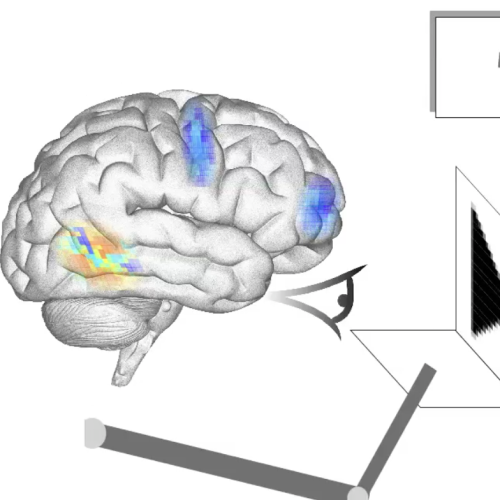 Tag: model brain - Ars Technica