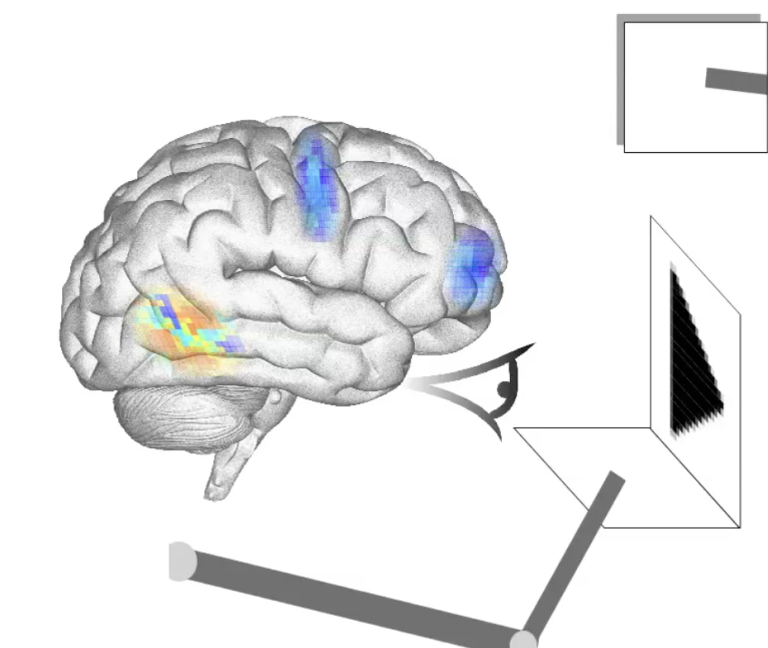Model brain with 2.5 million neurons configures itself to solve ...