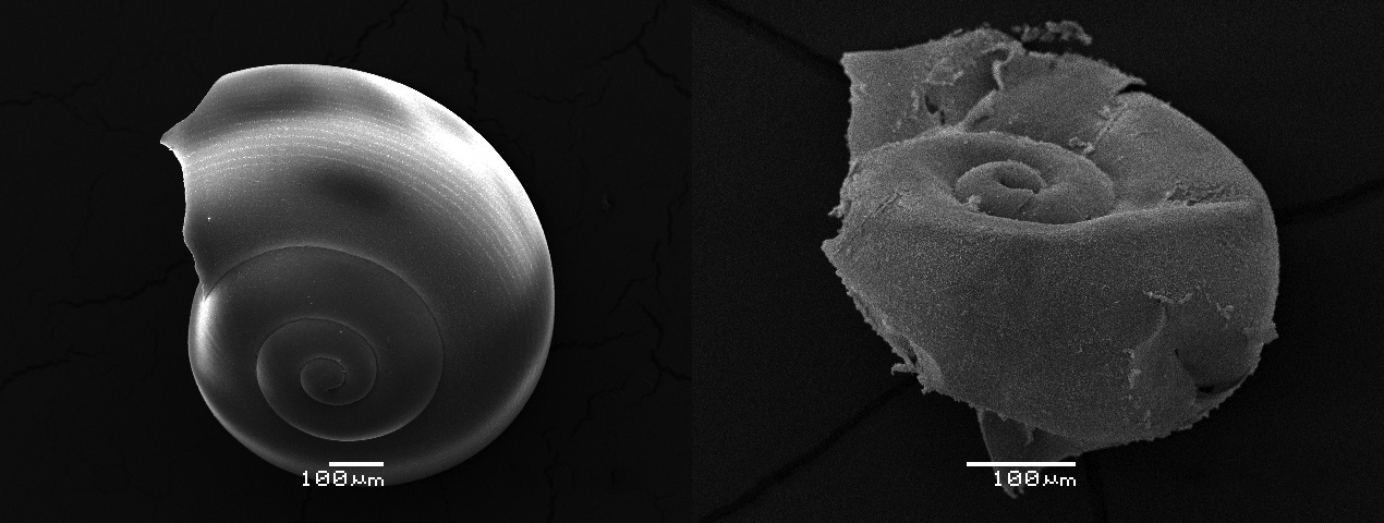 Sea butterflies already feeling the sting of ocean acidification? - Ars ...