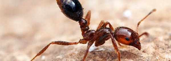 Fire ant “supergene” controls social behavior | Ars Technica
