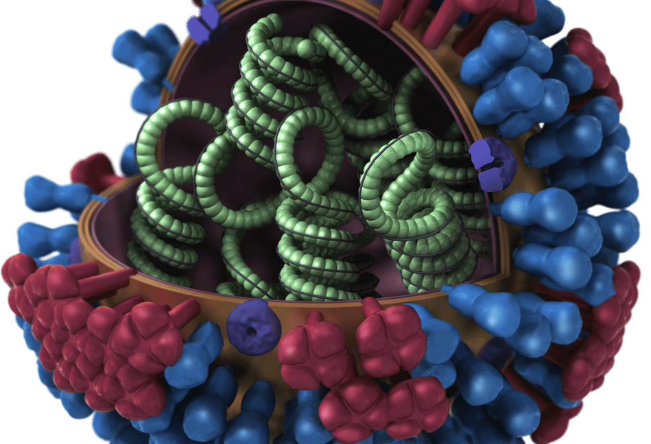 An influenza primer, updated for 2012/13 - Ars Technica