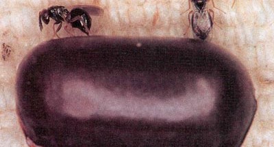 Parasitic wasp larvae clean house by sanitizing cockroaches | Ars Technica