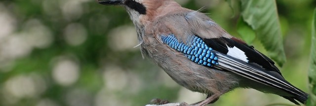 Birds infer their partner’s desires during bonding ritual | Ars Technica