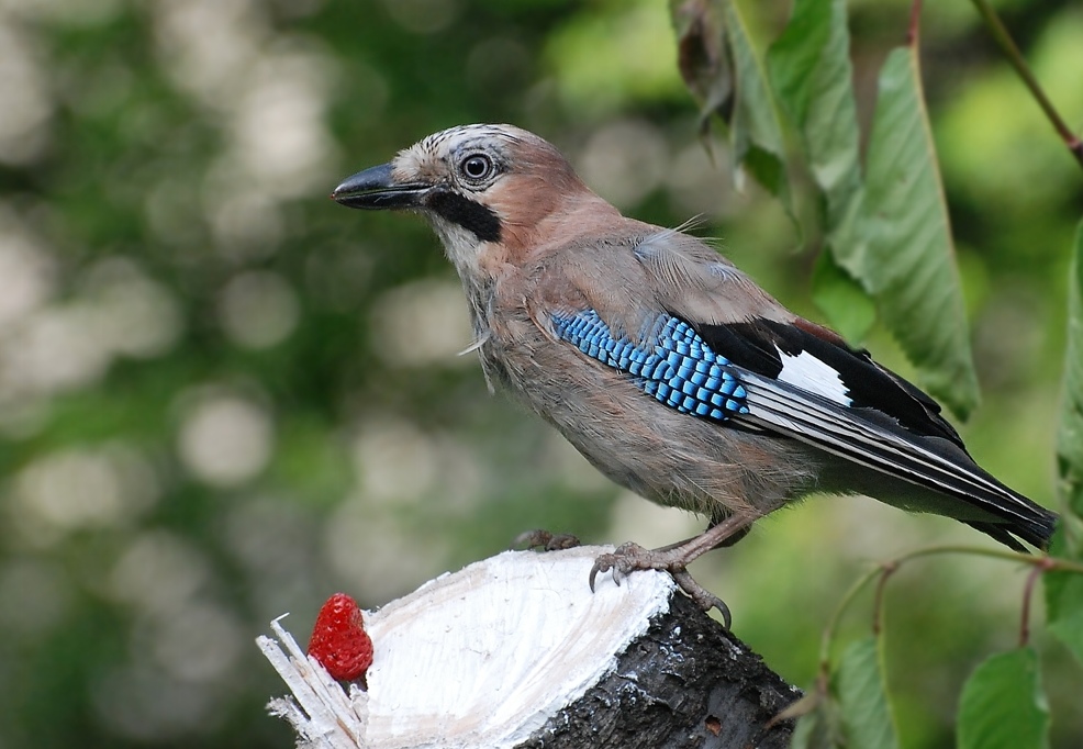 Birds infer their partner’s desires during bonding ritual - Ars Technica