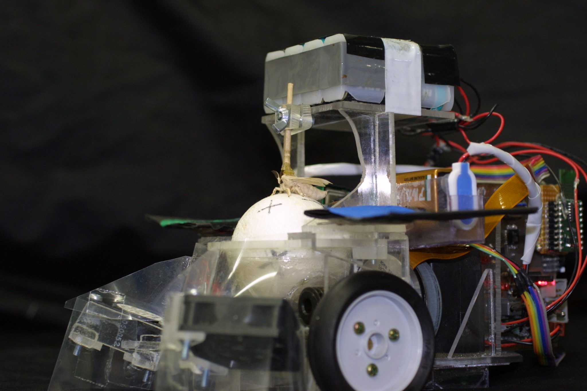 Moth pilots robot to a (faux) booty call - Ars Technica