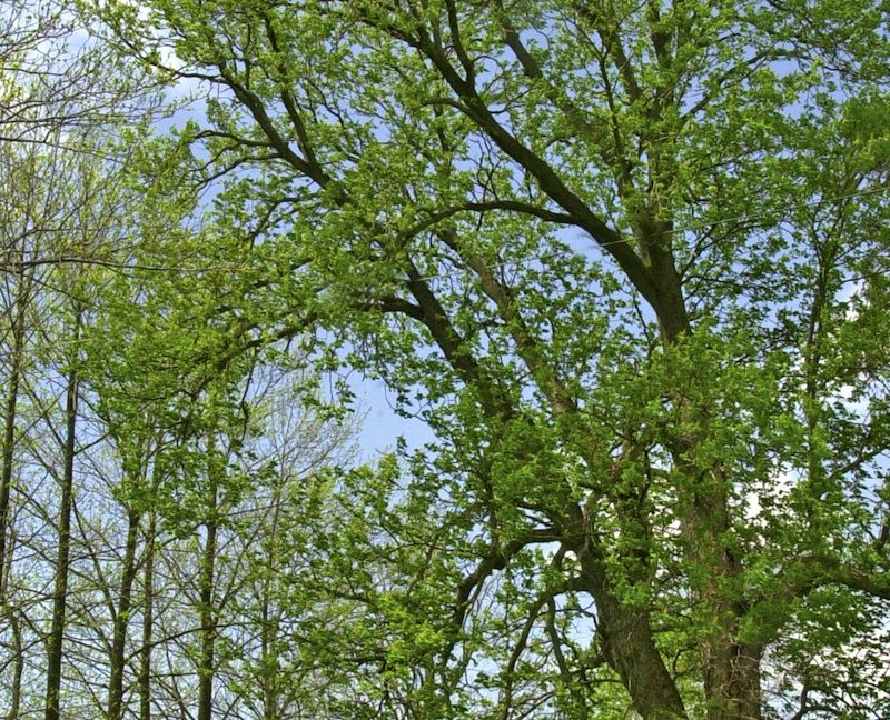 Explaining the size of tree leaves using physics - Ars Technica