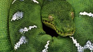 Python v. Python: Software foundation fights for trademark in EU - Ars ...