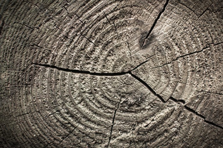 Tree ring history spurs actual climate science debate - Ars Technica