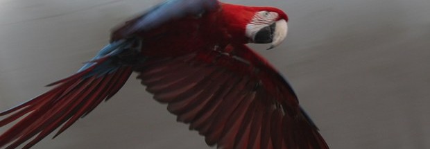 Study: early birds had four wings | Ars Technica