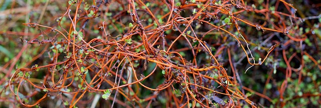 Disentangling photons and atoms to keep quantum systems clean | Ars ...