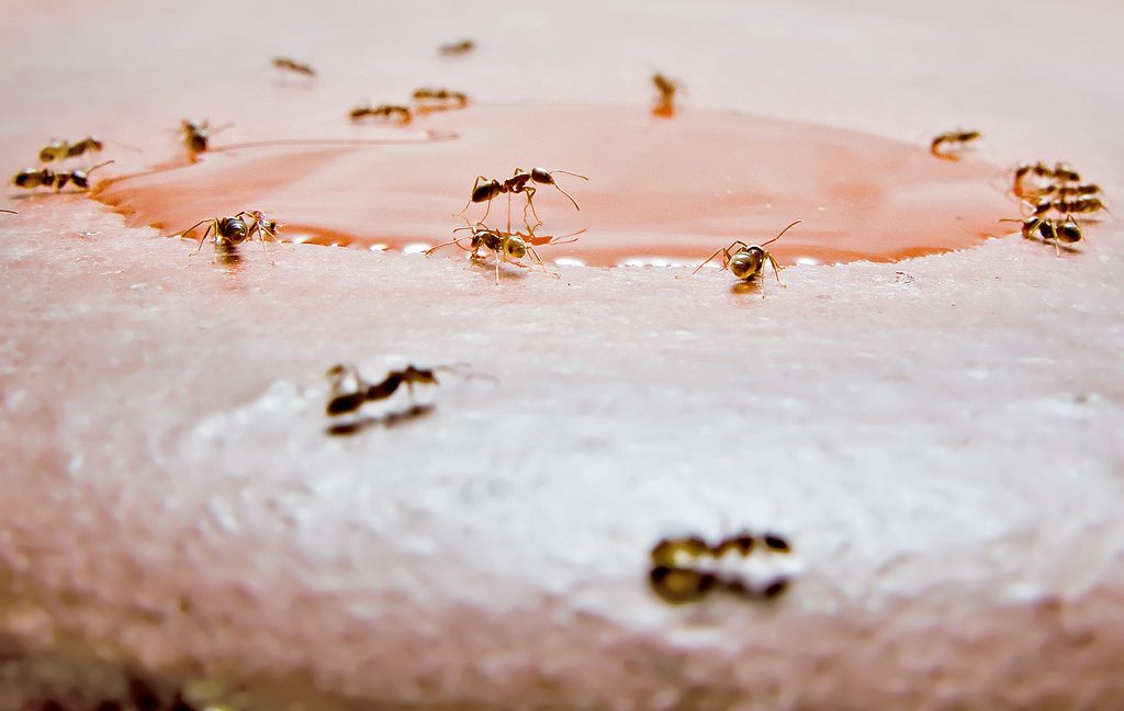 Why we often view digital culture through insect metaphors - Ars Technica