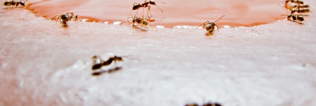 Why we often view digital culture through insect metaphors | Ars Technica