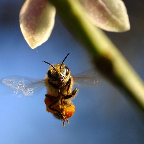 Tag: pollination - Ars Technica
