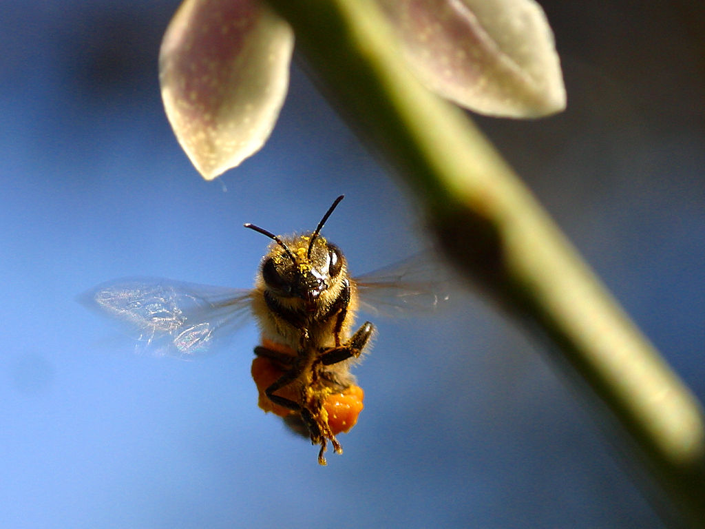 Feeding bees corn syrup may leave them vulnerable to colony collapse ...