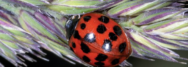 Hostile invader: Ladybug species carries spores that kill competitors ...