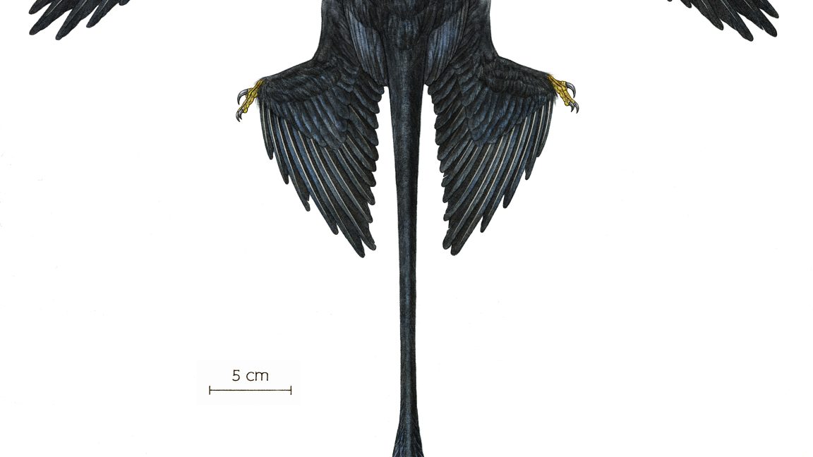 Birds and the feather did not evolve together - Ars Technica