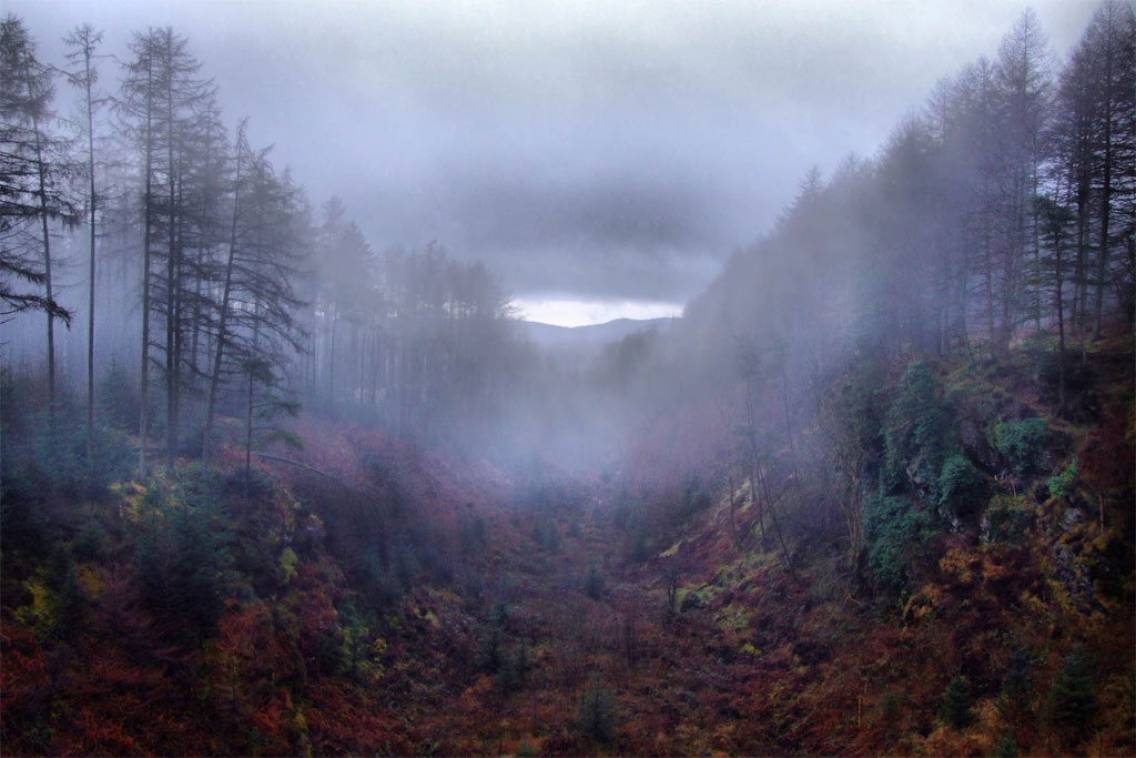 Unheard music to be broadcast for 24 hours in remote Scottish forest ...