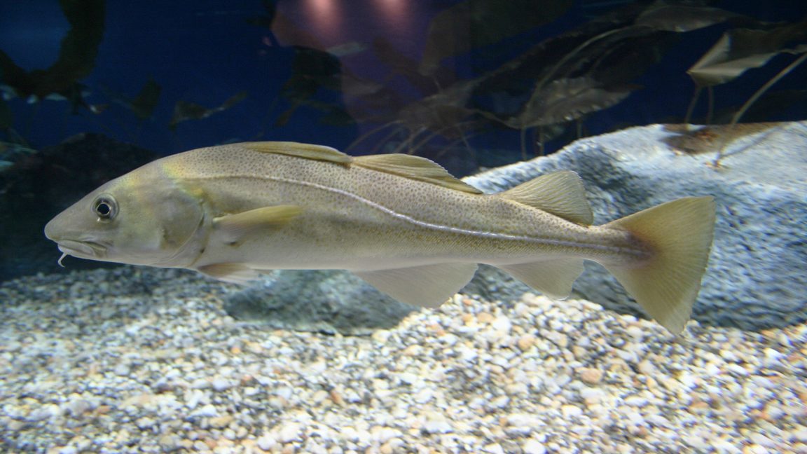 A catch-22: commercial fishing and the evolution of fish - Ars Technica