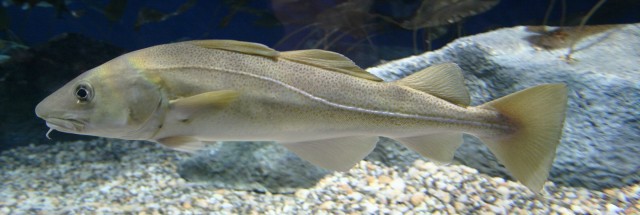 A catch-22: commercial fishing and the evolution of fish | Ars Technica