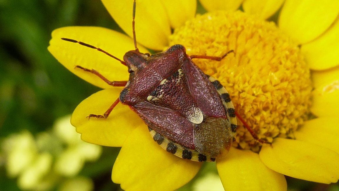 Gallery: Crowdsourced citizen science with the bugs of Iberia - Ars ...