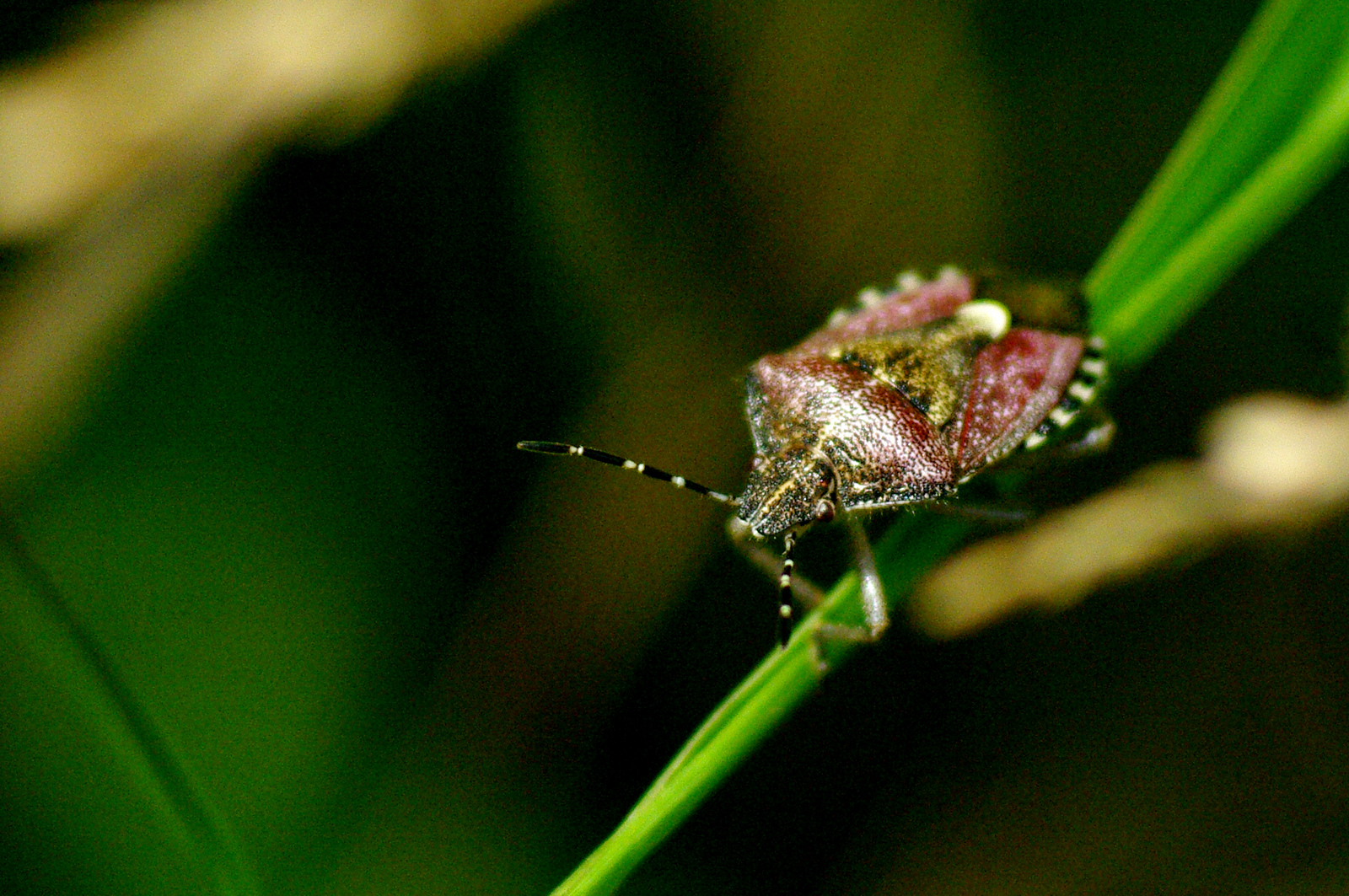 Gallery: Crowdsourced citizen science with the bugs of Iberia - Ars ...