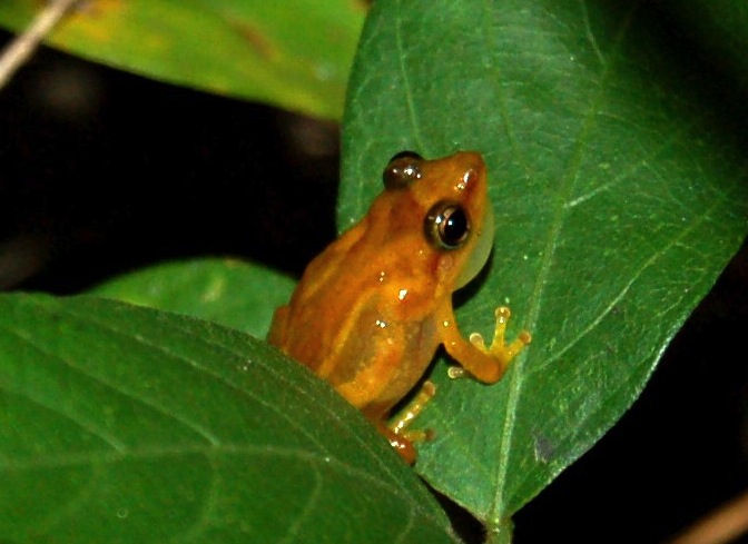 Scientists use iPods, car batteries to build a frog surveillance net ...
