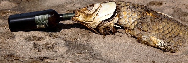 Weird Science thinks its robot-fearing fish just need a drink | Ars ...