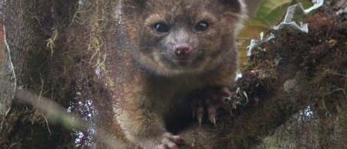New species is first carnivore found in the Americas in 35 years | Ars ...
