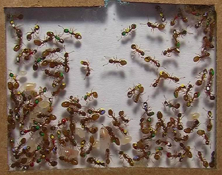 When decisions are tough, it pays to think as a colony - Ars Technica