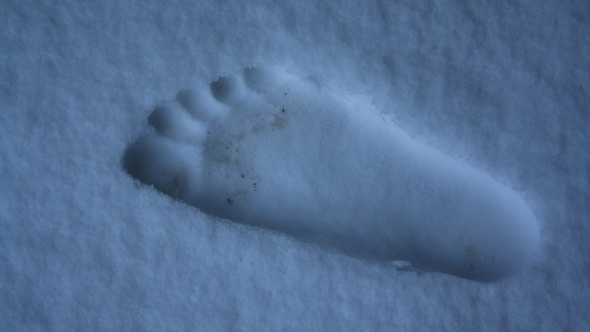 DNA “evidence” for Himalayan yetis doesn’t bear scrutiny - Ars Technica